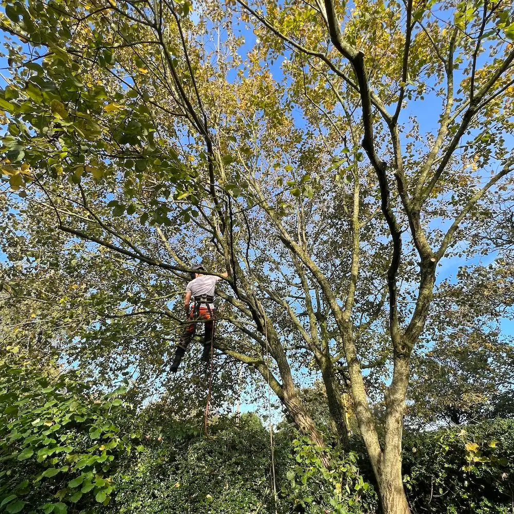 Proactive Tree Care | Tree Surgery & Garden Services Chester